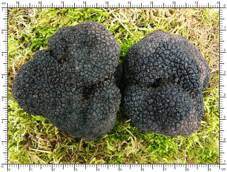Trufla pośrednia - Atlas Grzybów
