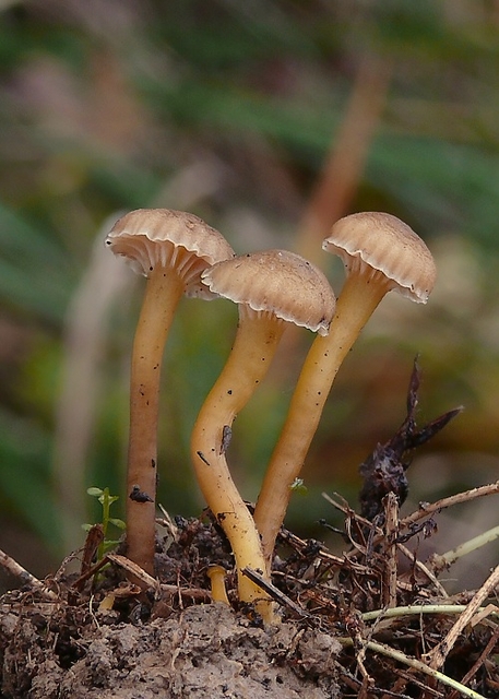 Camarophyllopsis micacea - Atlas Grzybów