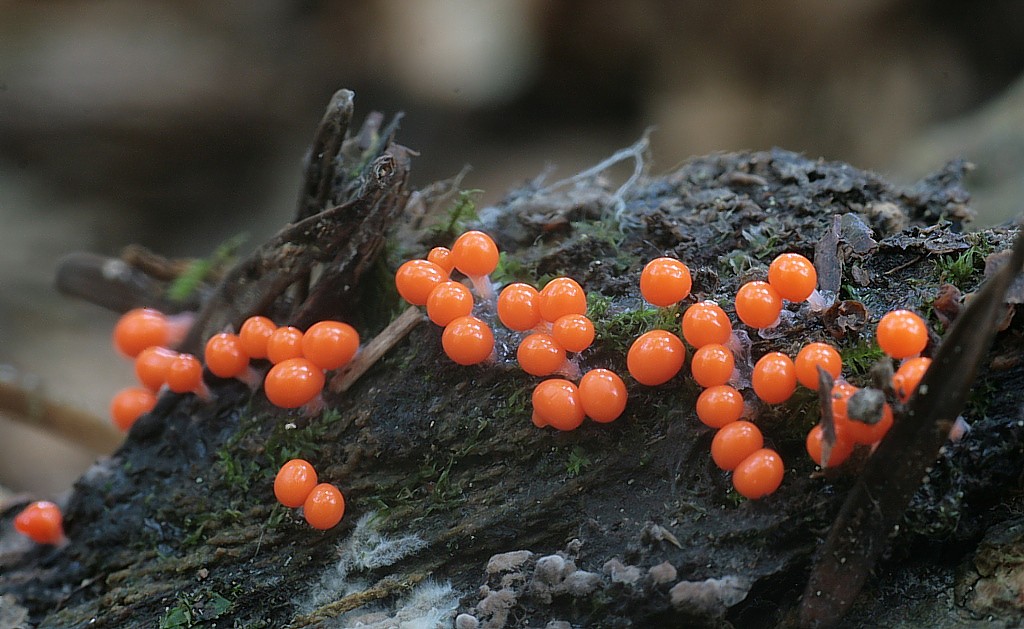 Trichia spp. - Atlas Grzybów